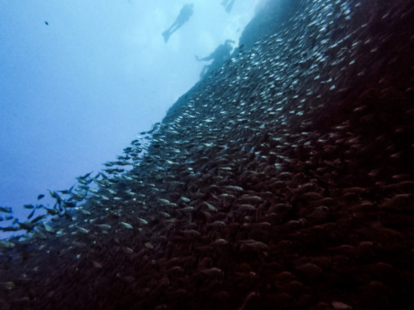 The Complete Guide to The South West Rocks Dive (NSW, Australia): Fish ...