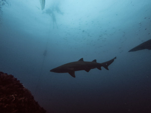 The Complete Guide to The South West Rocks Dive (NSW, Australia): Fish ...