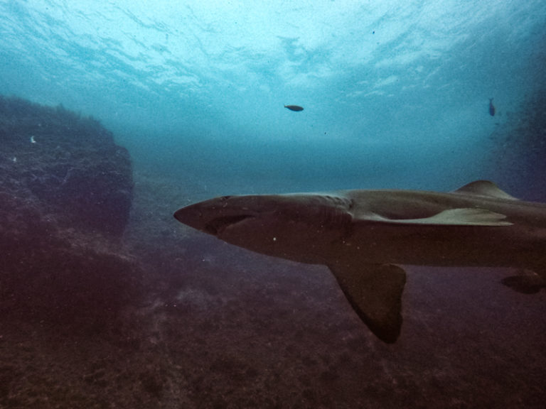 The Complete Guide to The South West Rocks Dive (NSW, Australia): Fish ...