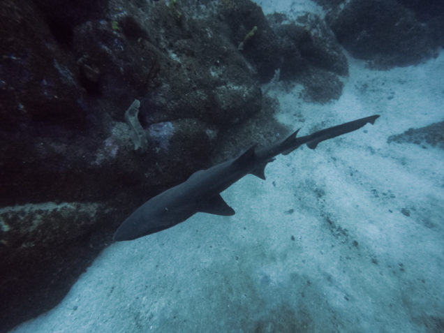 The Complete Guide to The South West Rocks Dive (NSW, Australia): Fish ...