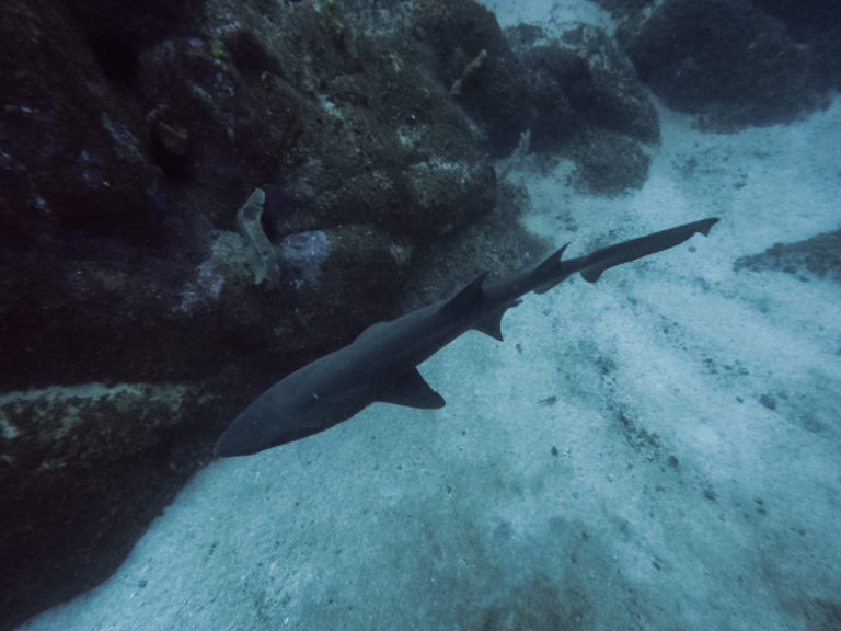 The Complete Guide to The South West Rocks Dive (NSW, Australia): Fish ...