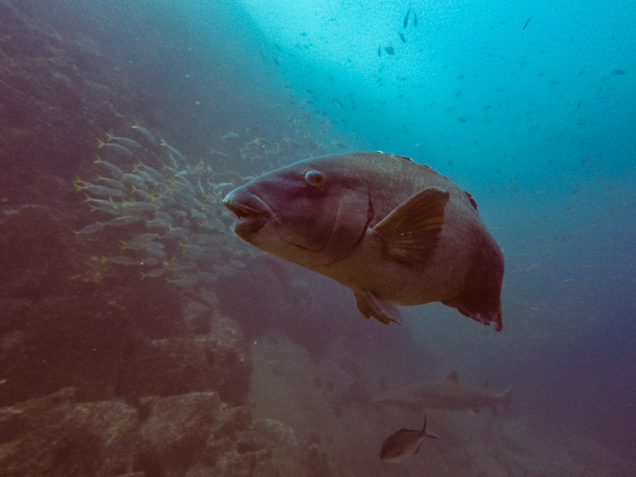 The Complete Guide to The South West Rocks Dive (NSW, Australia): Fish ...