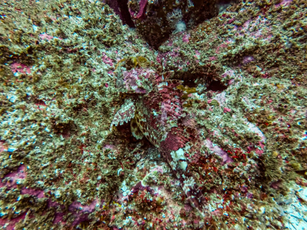 The Complete Guide to The South West Rocks Dive (NSW, Australia): Fish ...