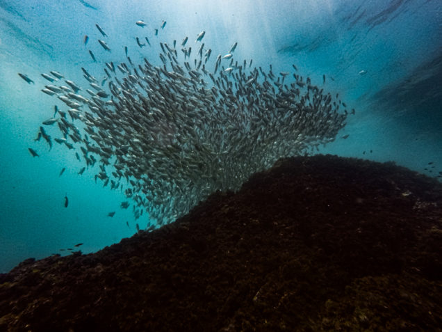 The Complete Guide to The South West Rocks Dive (NSW, Australia): Fish ...