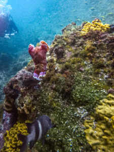 The Complete Guide to The South West Rocks Dive (NSW, Australia): Fish ...