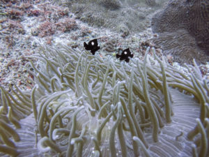 The Complete Guide to The South West Rocks Dive (NSW, Australia): Fish ...
