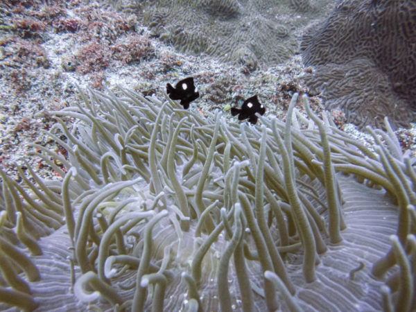 The Complete Guide to The South West Rocks Dive (NSW, Australia): Fish ...