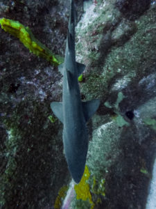 The Complete Guide to The South West Rocks Dive (NSW, Australia): Fish ...