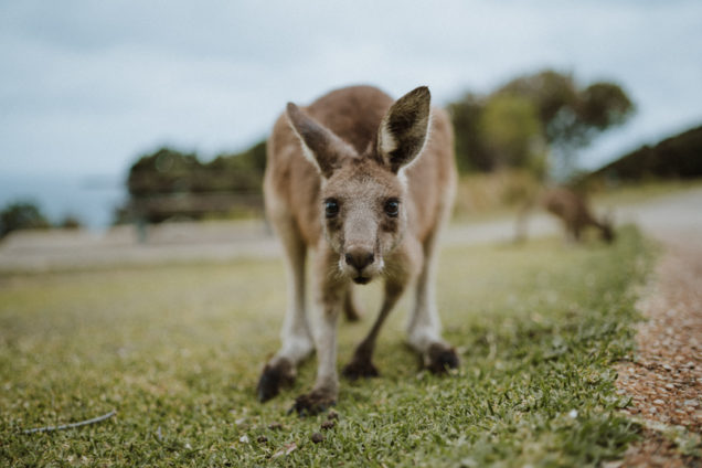 The Complete Guide to The South West Rocks Dive (NSW, Australia): Fish ...